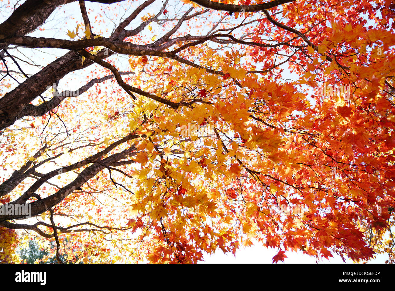 Japanese Fall Foliage Stock Photo - Alamy