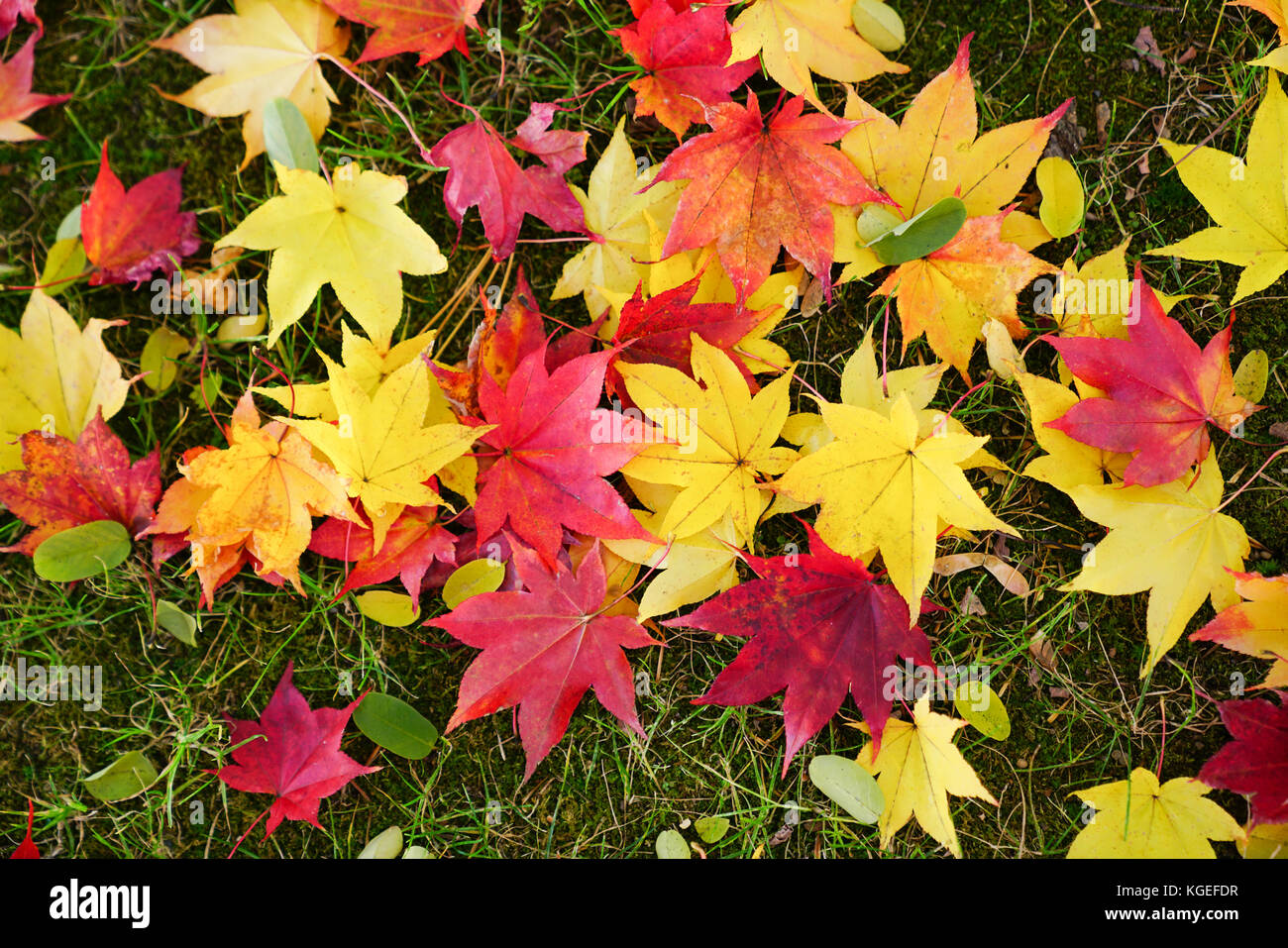 Japanese Fall Foliage Stock Photo - Alamy