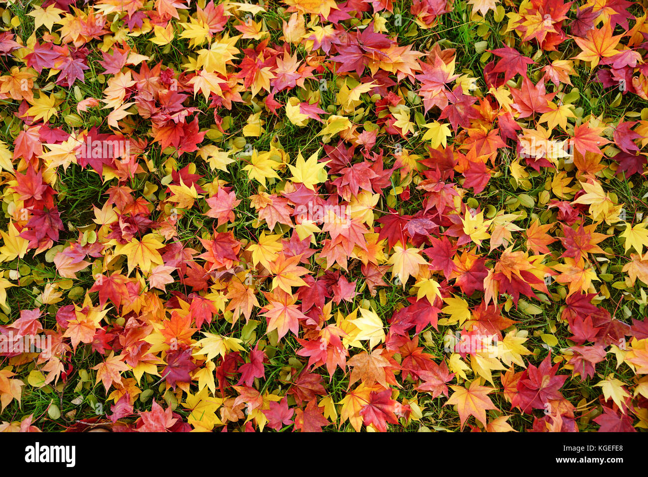 Japanese Fall Foliage Stock Photo - Alamy