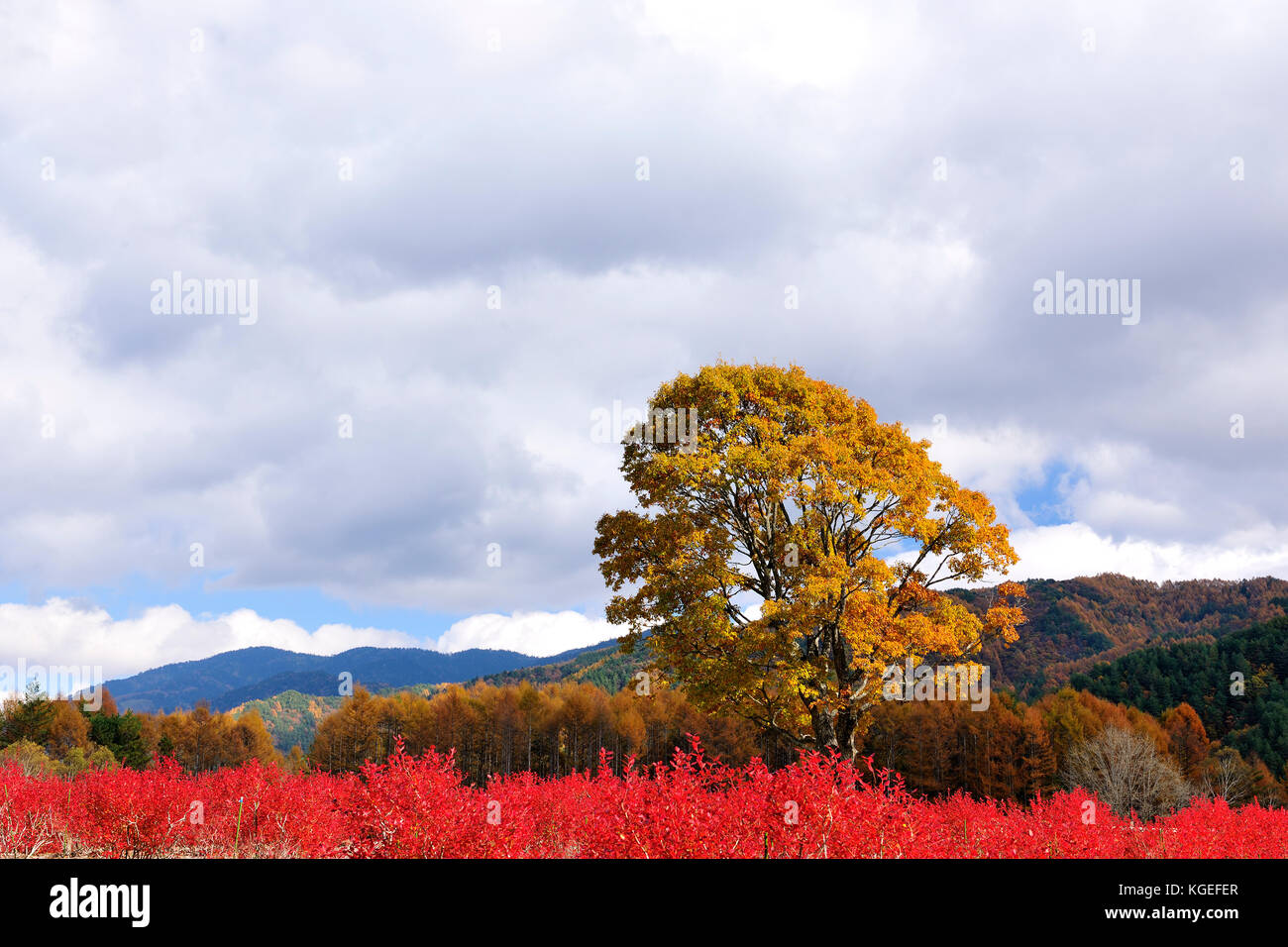 Japanese Oak with autumn foliage Stock Photo - Alamy