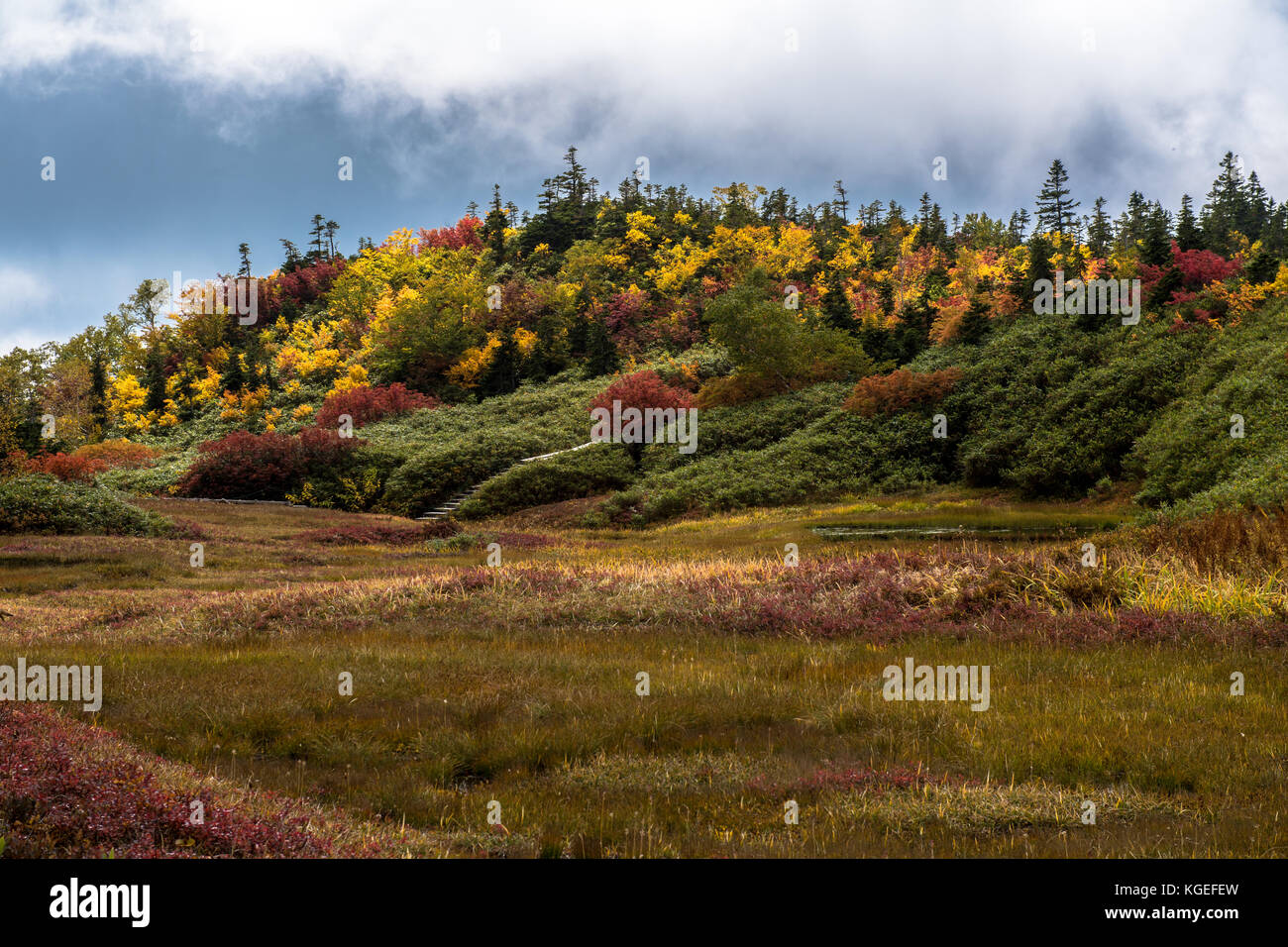 Ukishima Marshland with autumn foliage Stock Photo - Alamy