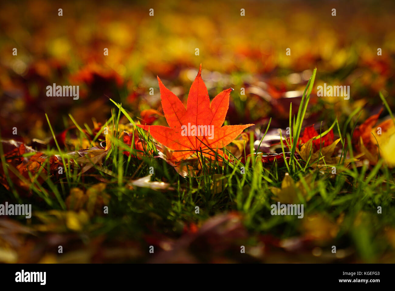 Japanese Fall Foliage Stock Photo - Alamy