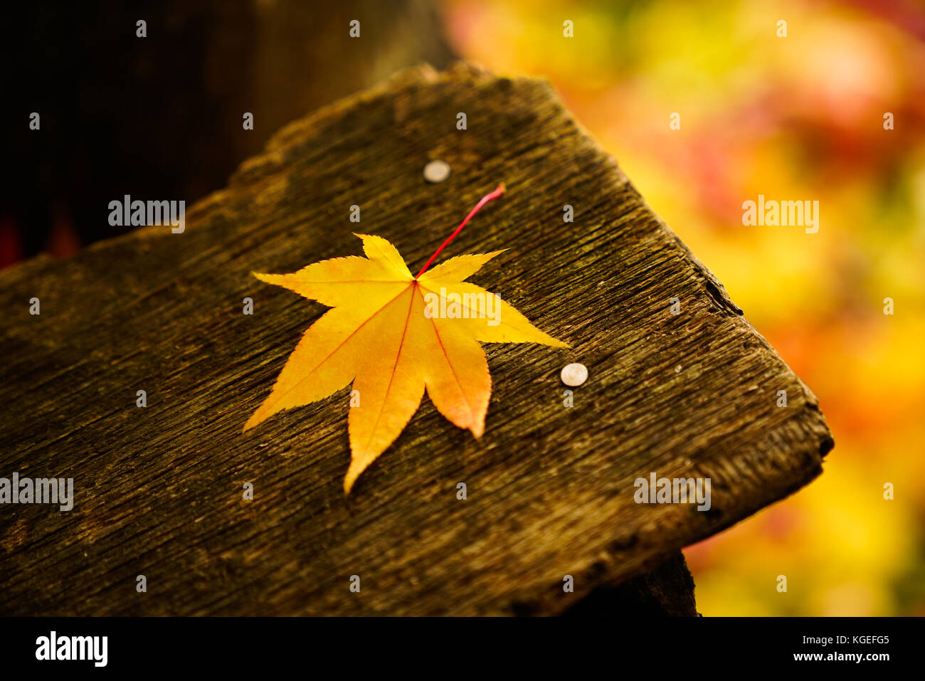 Japanese Fall Foliage Stock Photo - Alamy