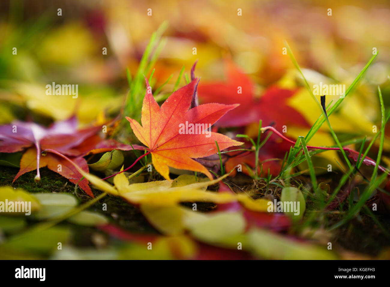 Foliage on ground hi-res stock photography and images - Alamy