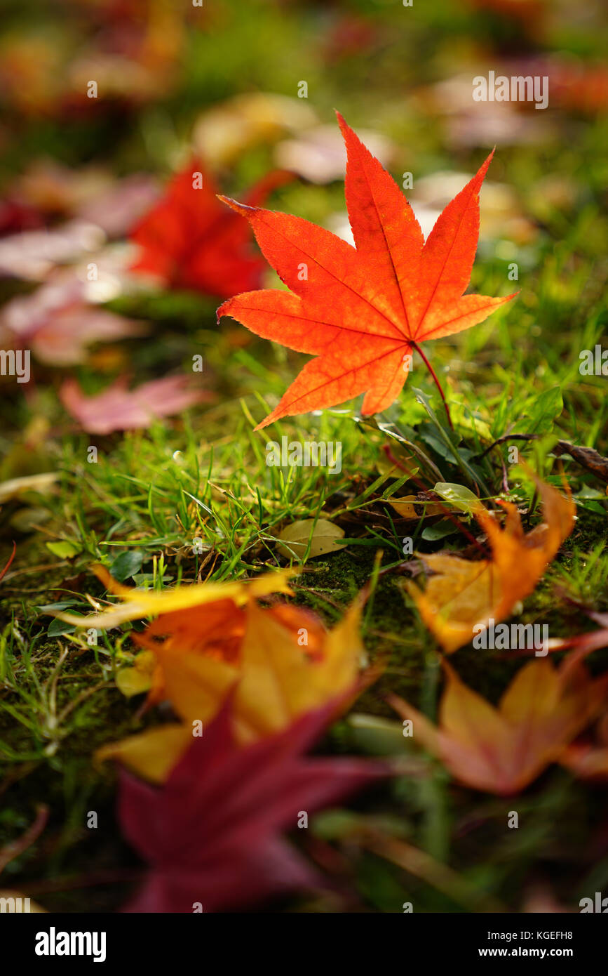 Autumn foliage on ground Stock Photo - Alamy