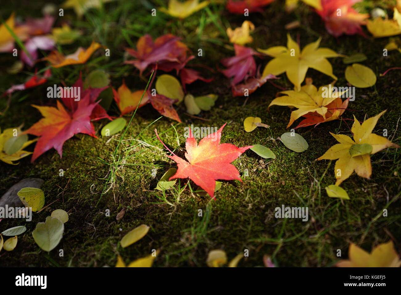 Japanese Fall Foliage Stock Photo - Alamy