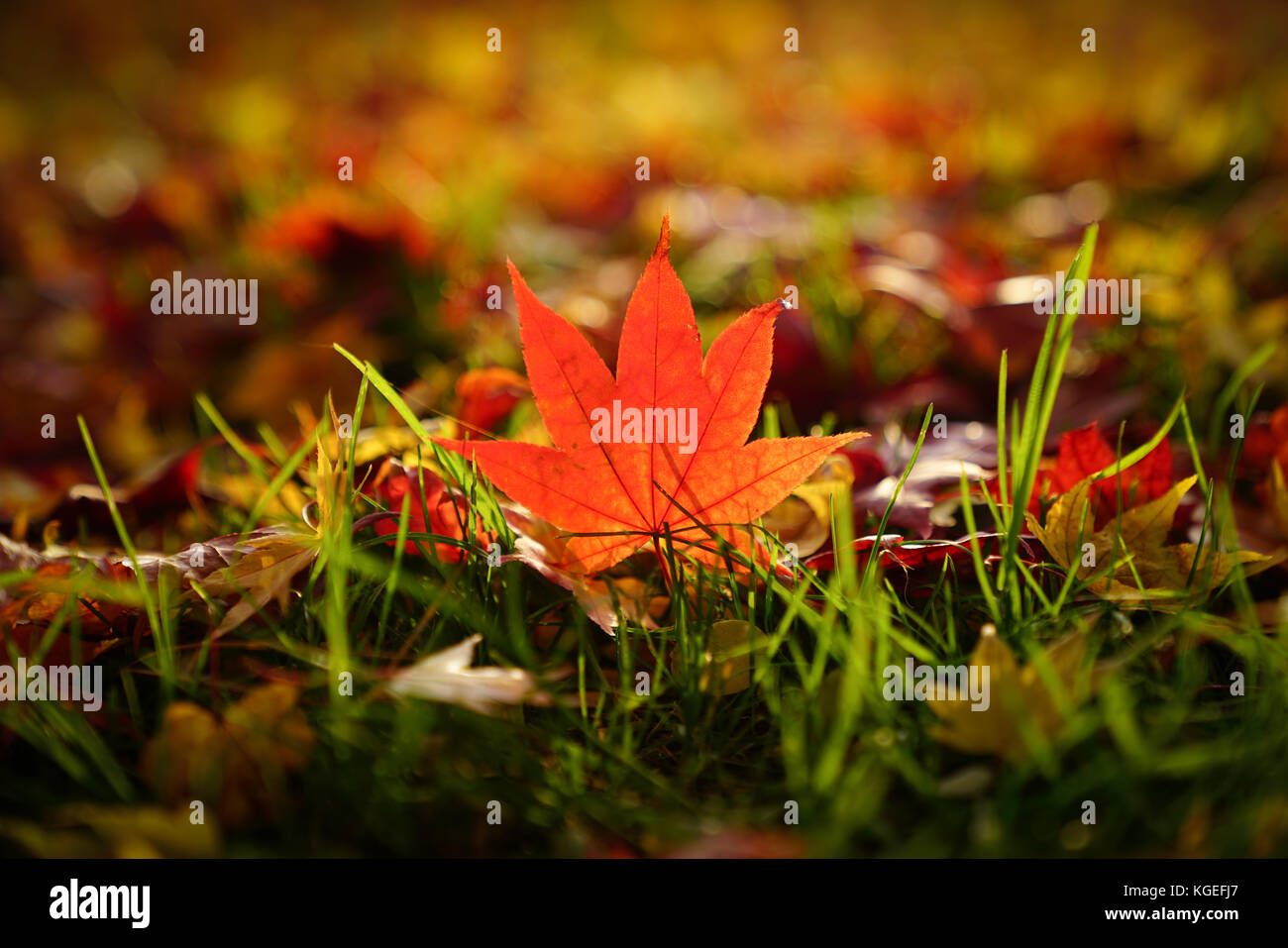 Japanese Fall Foliage Stock Photo - Alamy