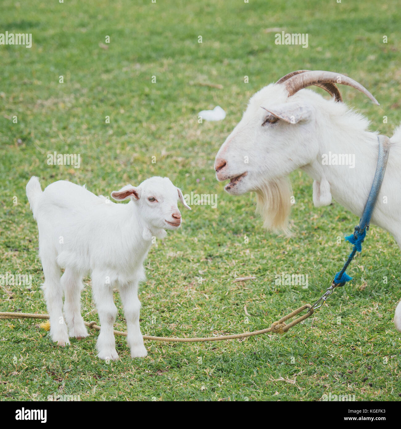 Goat at Iriomote Island, Okinawa Prefecture, Japan Stock Photo - Alamy
