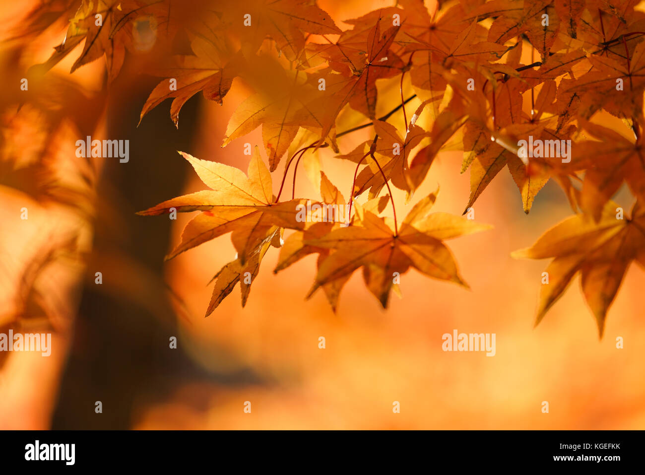 Japanese Fall Foliage Stock Photo - Alamy