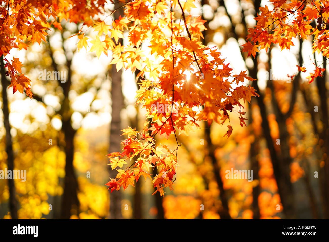 Japanese Fall Foliage Stock Photo - Alamy