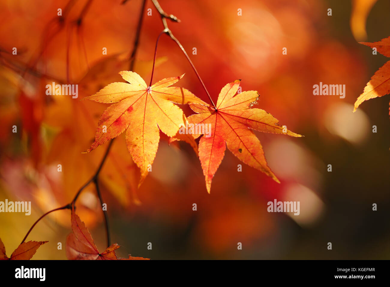 Japanese Fall Foliage Stock Photo - Alamy