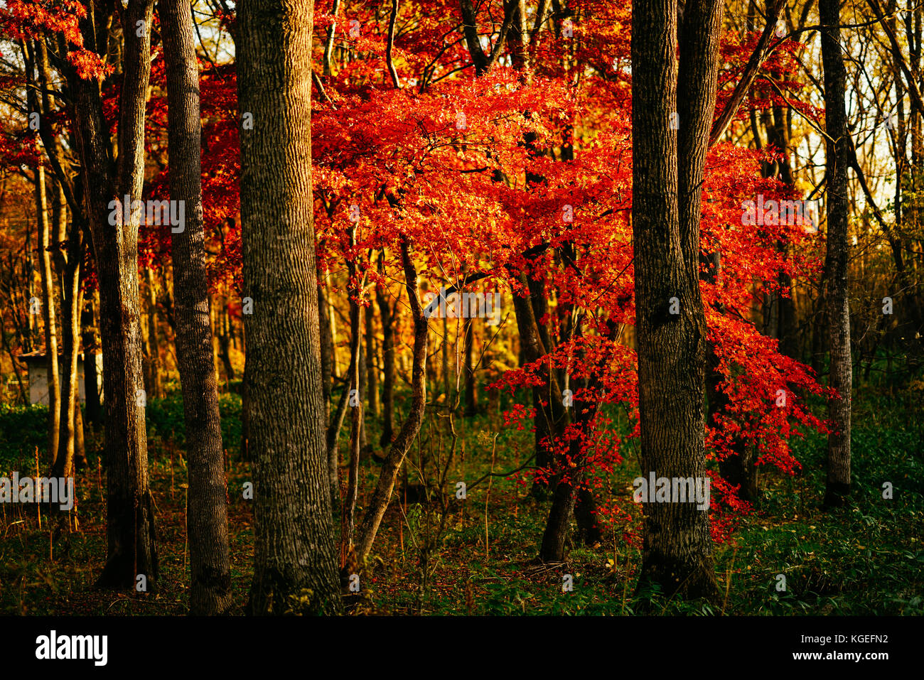 Japanese Fall Foliage Stock Photo - Alamy