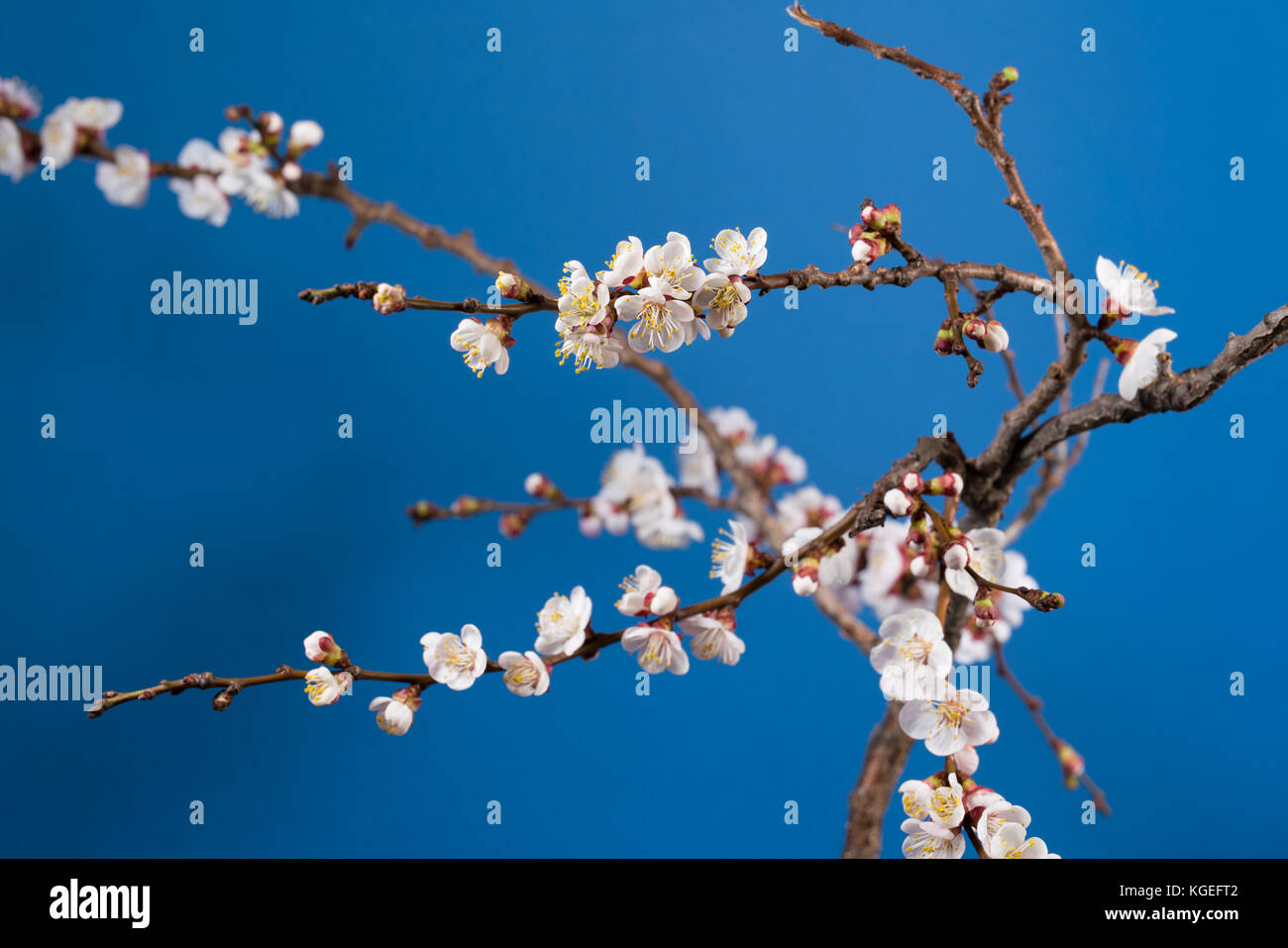 blooming branch of apricot tree Stock Photo - Alamy