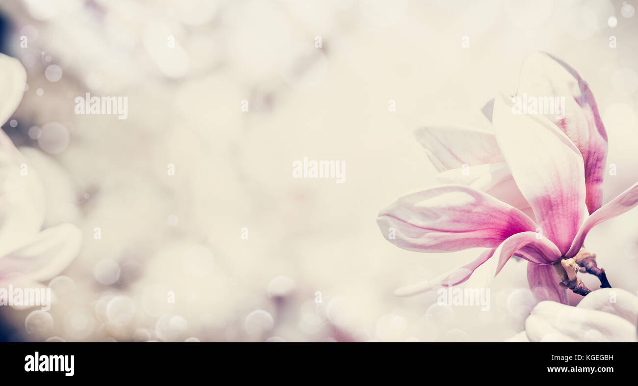 Close up of pink magnolia flowers, floral border, pastel color Stock ...