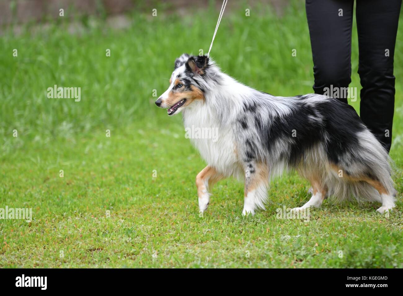 Dog breeds of shelties on a walk in the summer Stock Photo - Alamy