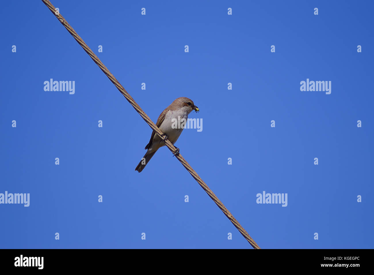 Collage cricket hi-res stock photography and images - Alamy