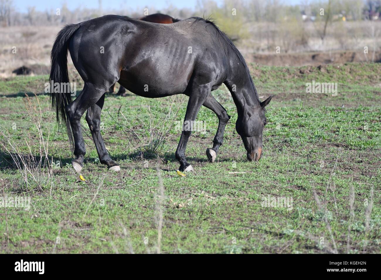 Horses on a farm in spring time Stock Photo - Alamy