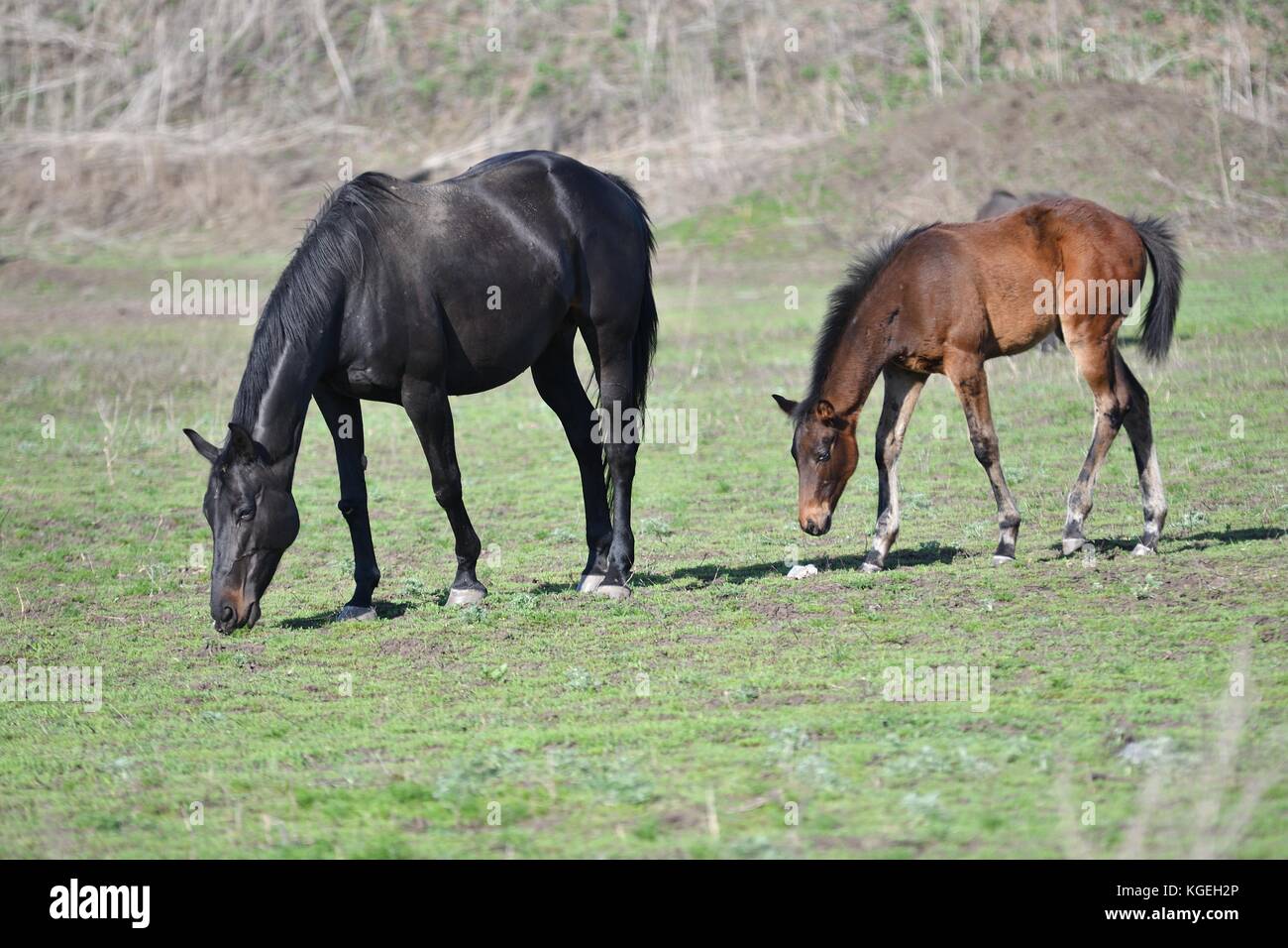 Horses on a farm in spring time Stock Photo - Alamy