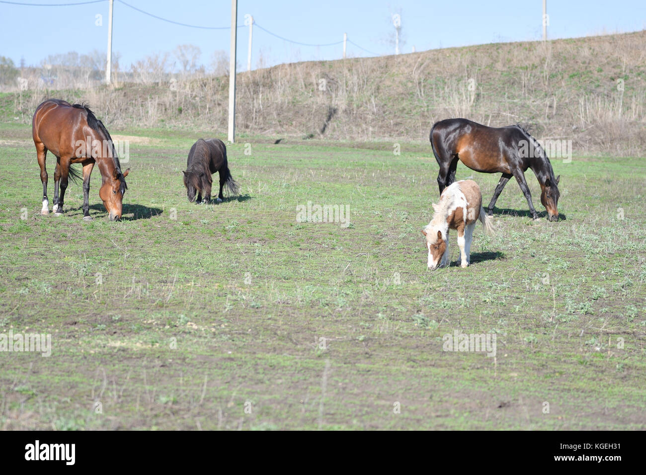 Horses on a farm in spring time Stock Photo - Alamy