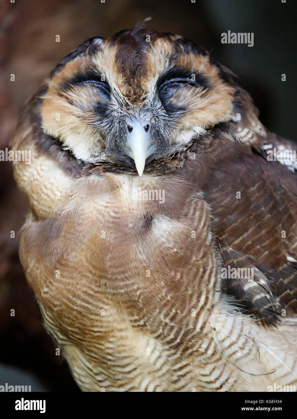 Owl in Kuala Lumpur Bird Park, Malaysia Stock Photo - Alamy