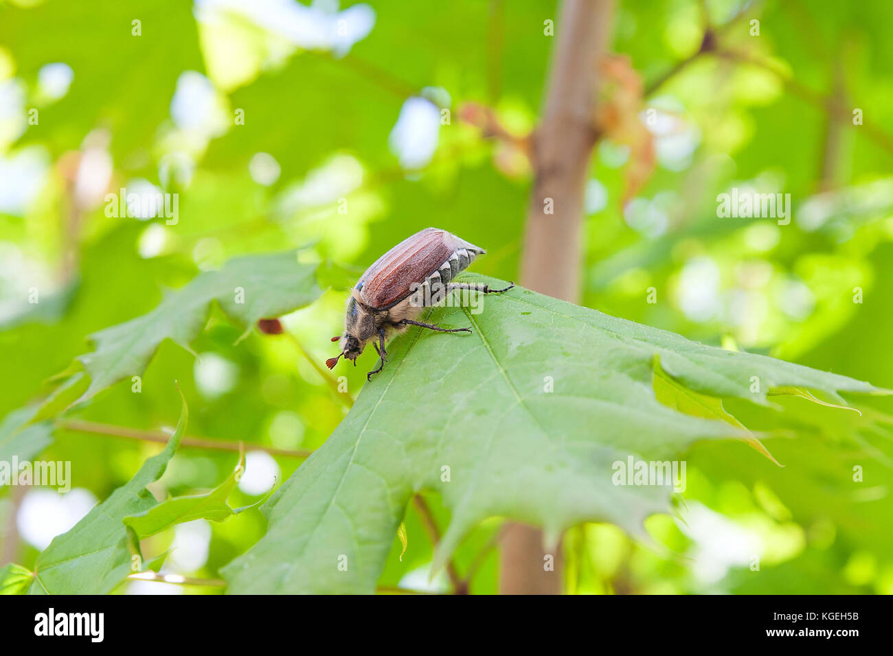 Close up view of the European beetle pest - common cockchafer ...