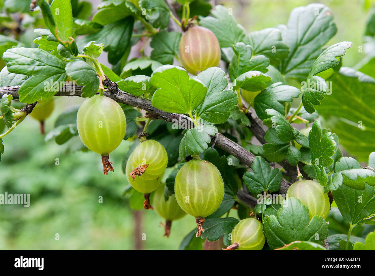 View to fresh green gooseberries on a branch of gooseberry bush in the ...