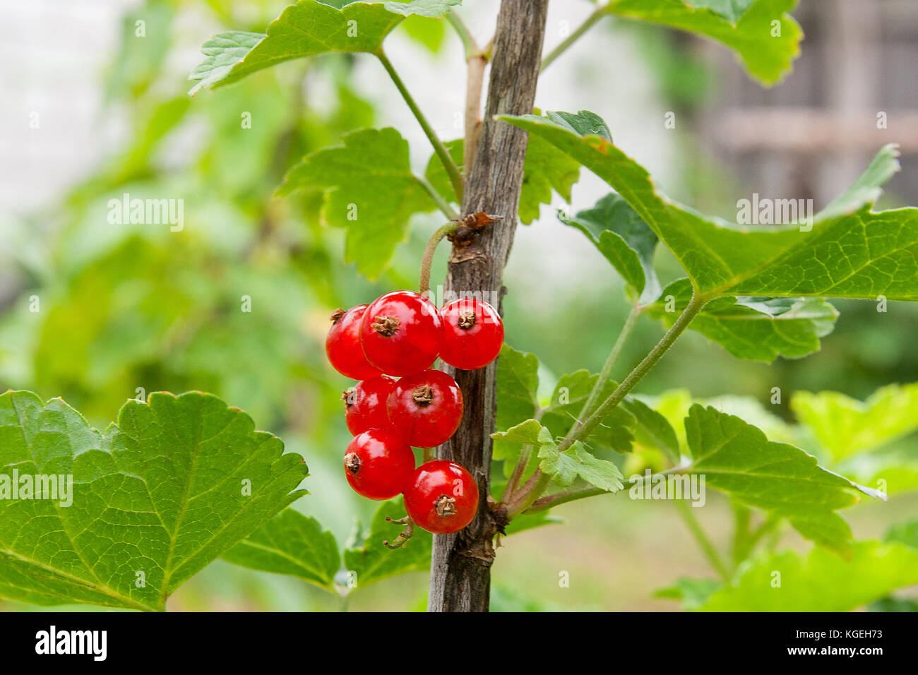 Ripe sweet fruits of currants also called currant berry. Sparkling in ...
