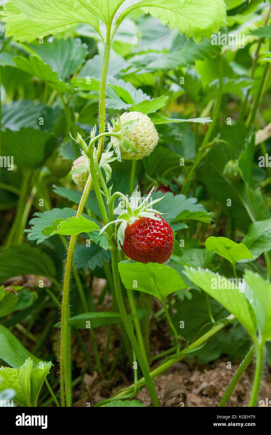 Ripe berries and foliage strawberry. Fresh strawberries that are grown ...