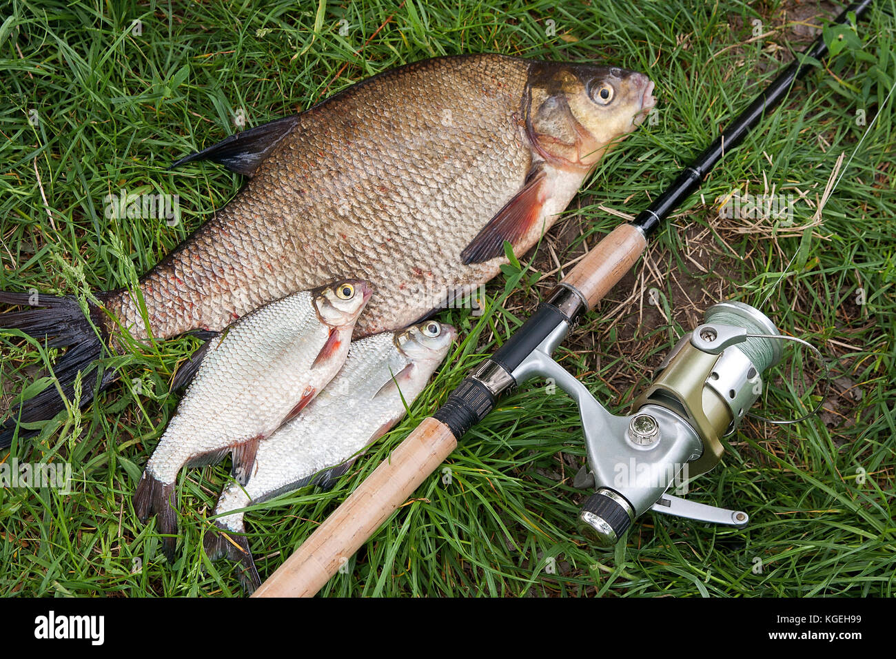 Pile of just taken from the water big freshwater common bream known as ...