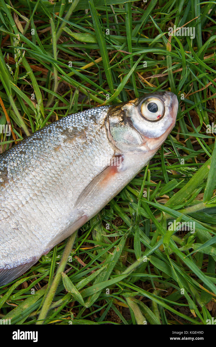 Close up view of just taken from the water freshwater zope or the blue ...