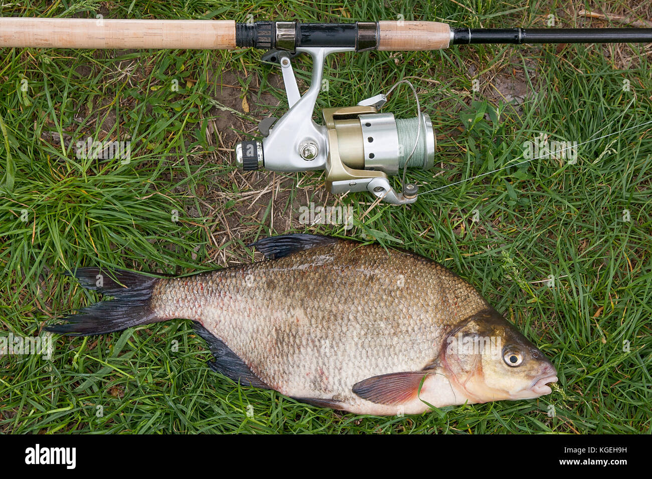 Close up view of just taken from the water big freshwater common bream ...
