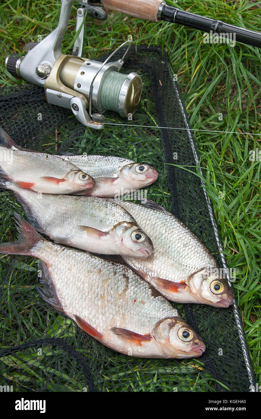 Just taken from the water freshwater fish white bream or silver fish ...