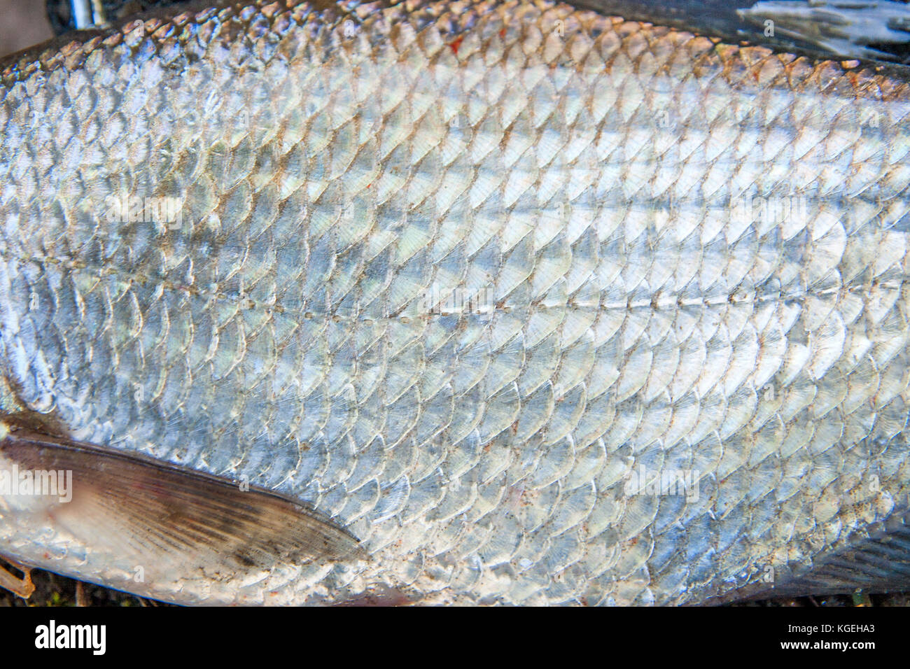 Close up view of the freshwater common bream or silver bream fish just ...