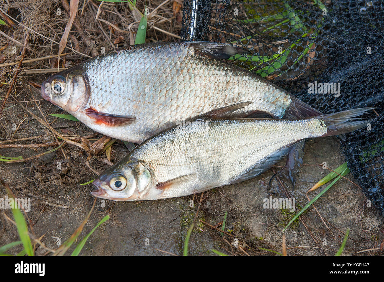 Ballerus zope hi-res stock photography and images - Alamy