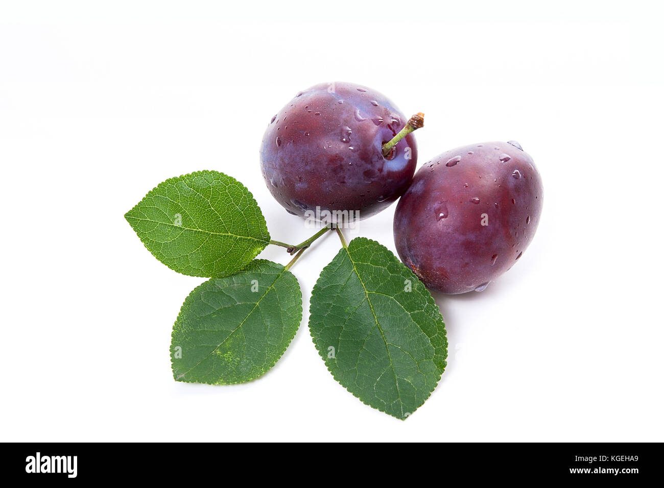 Two sweet juicy plums with big green leaf isolated on a white ...