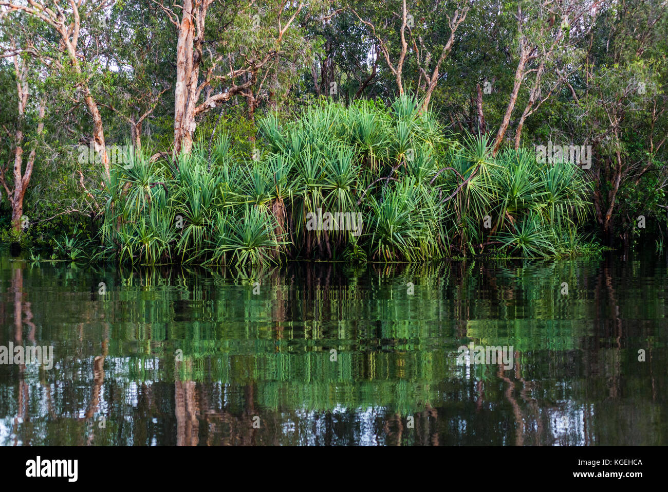 Water wetlands australian cooinda hi-res stock photography and images - Alamy