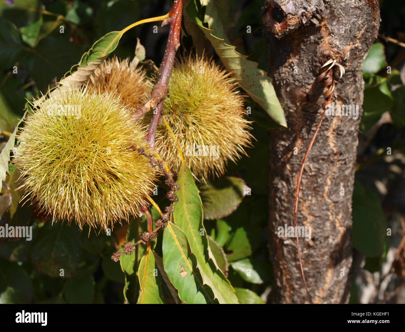 Beautiful chestnuts hi-res stock photography and images - Alamy