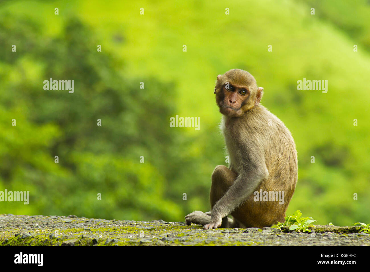 Monkey sitting on roadside wall in Varandha ghat, Pune, Maharashtra ...