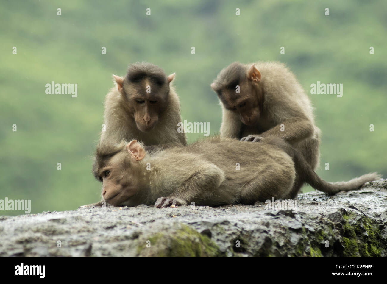 Monkeys sitting on roadside wall in Varandha ghat, Pune, Maharashtra ...