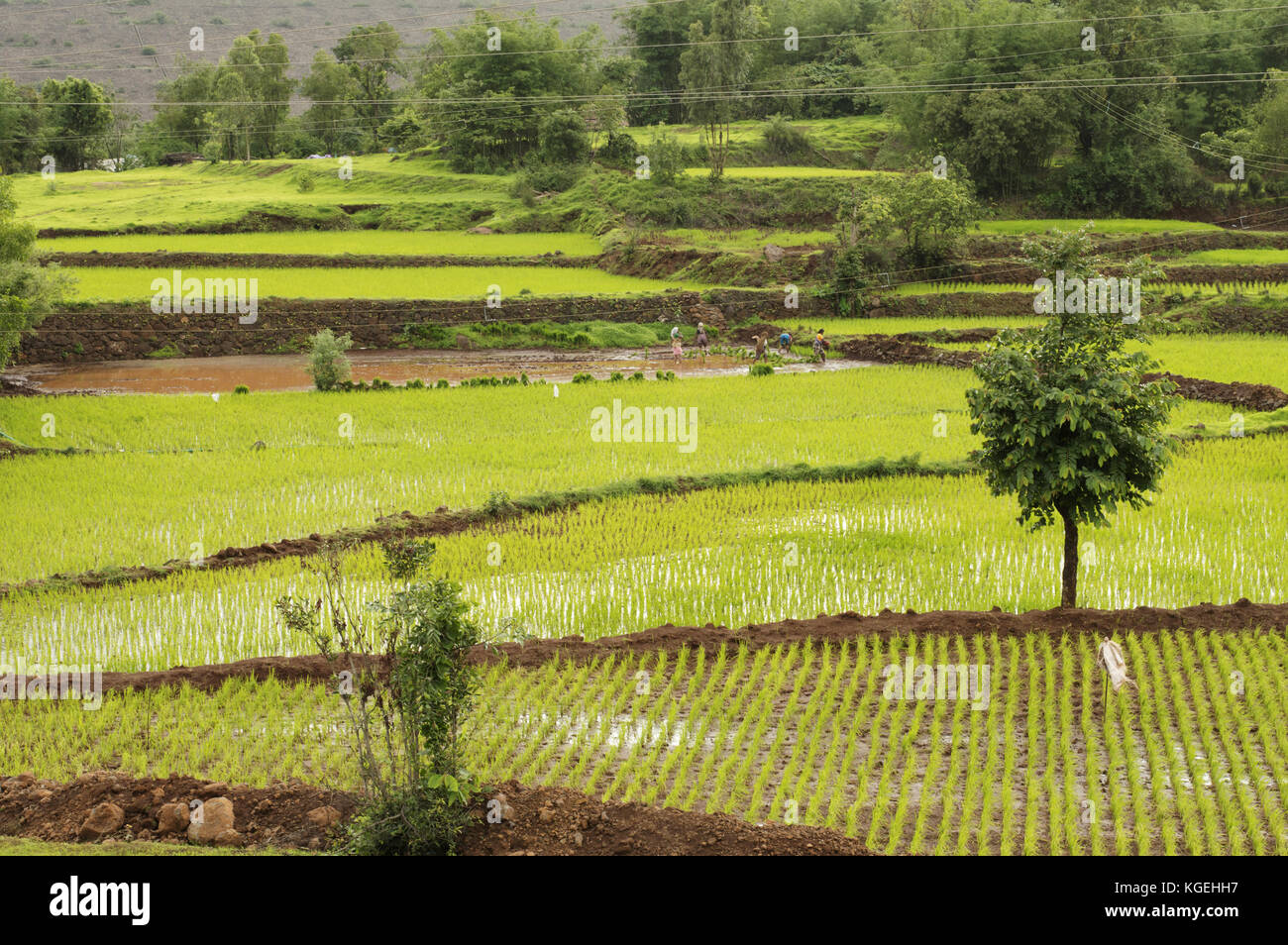 View of rice farms near Bhambatmal dam, Pune, Maharashtra Stock Photo ...