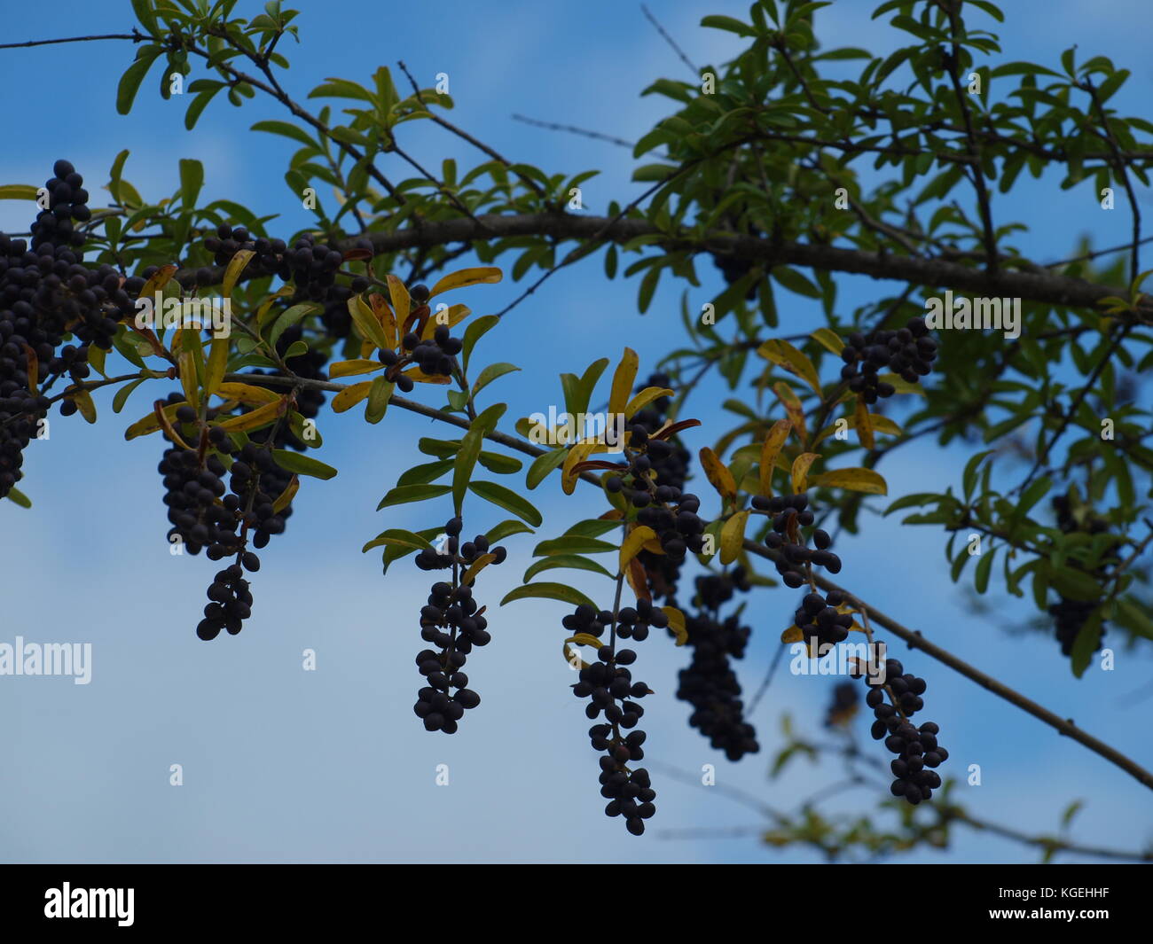 Spider,Spider Web, Alligator lizard, fall foliage, chalk cliffs, and a ...
