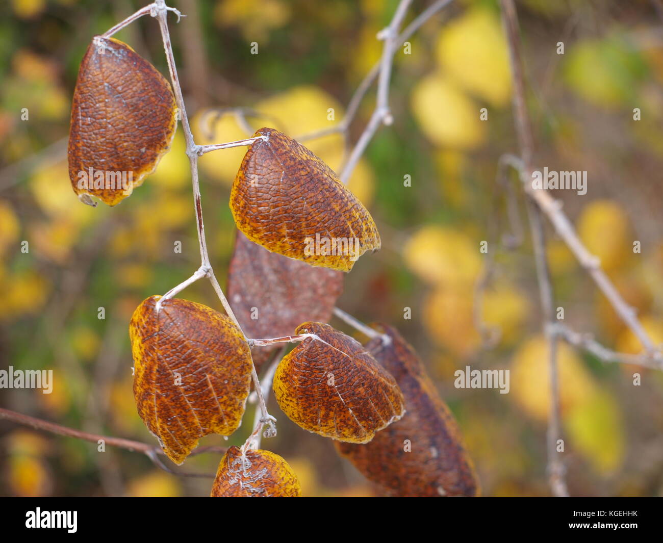Spider,Spider Web, Alligator lizard, fall foliage, chalk cliffs, and a ...