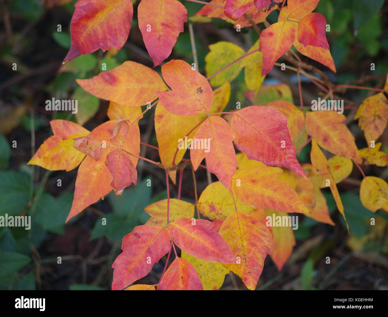 Spider,Spider Web, Alligator lizard, fall foliage, chalk cliffs, and a ...
