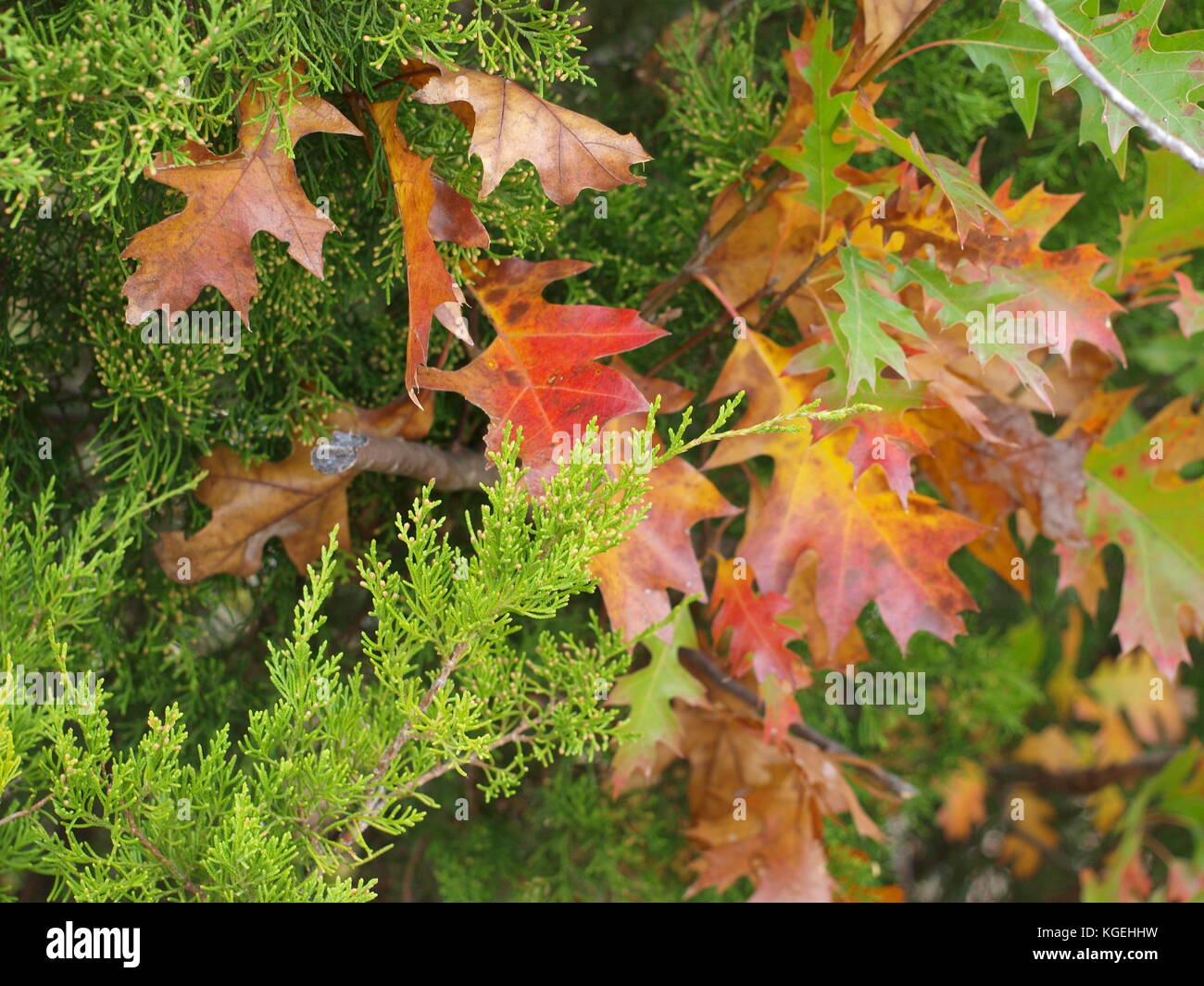 Spider,Spider Web, Alligator lizard, fall foliage, chalk cliffs, and a ...