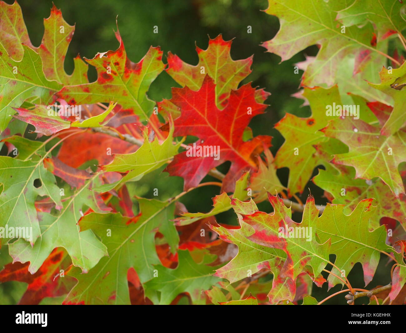 Spider,Spider Web, Alligator lizard, fall foliage, chalk cliffs, and a ...