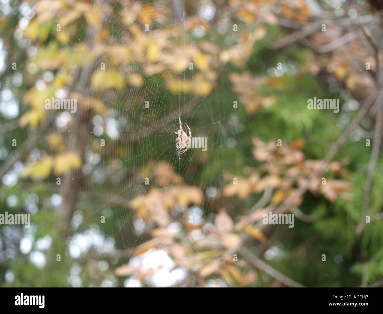 Spider,Spider Web, Alligator lizard, fall foliage, chalk cliffs, and a ...