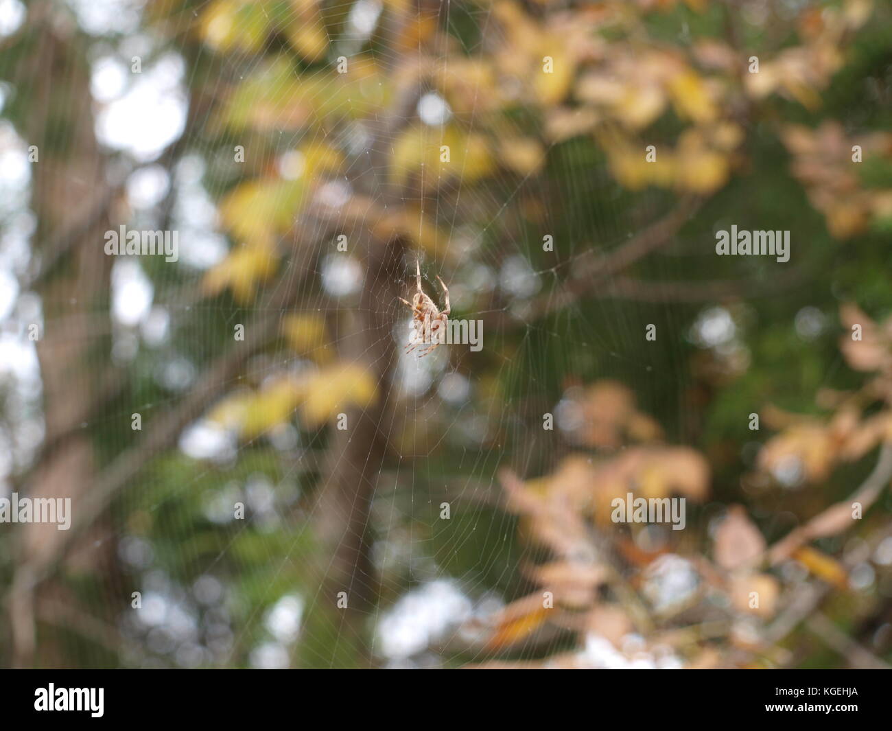 Spider,Spider Web, Alligator lizard, fall foliage, chalk cliffs, and a ...