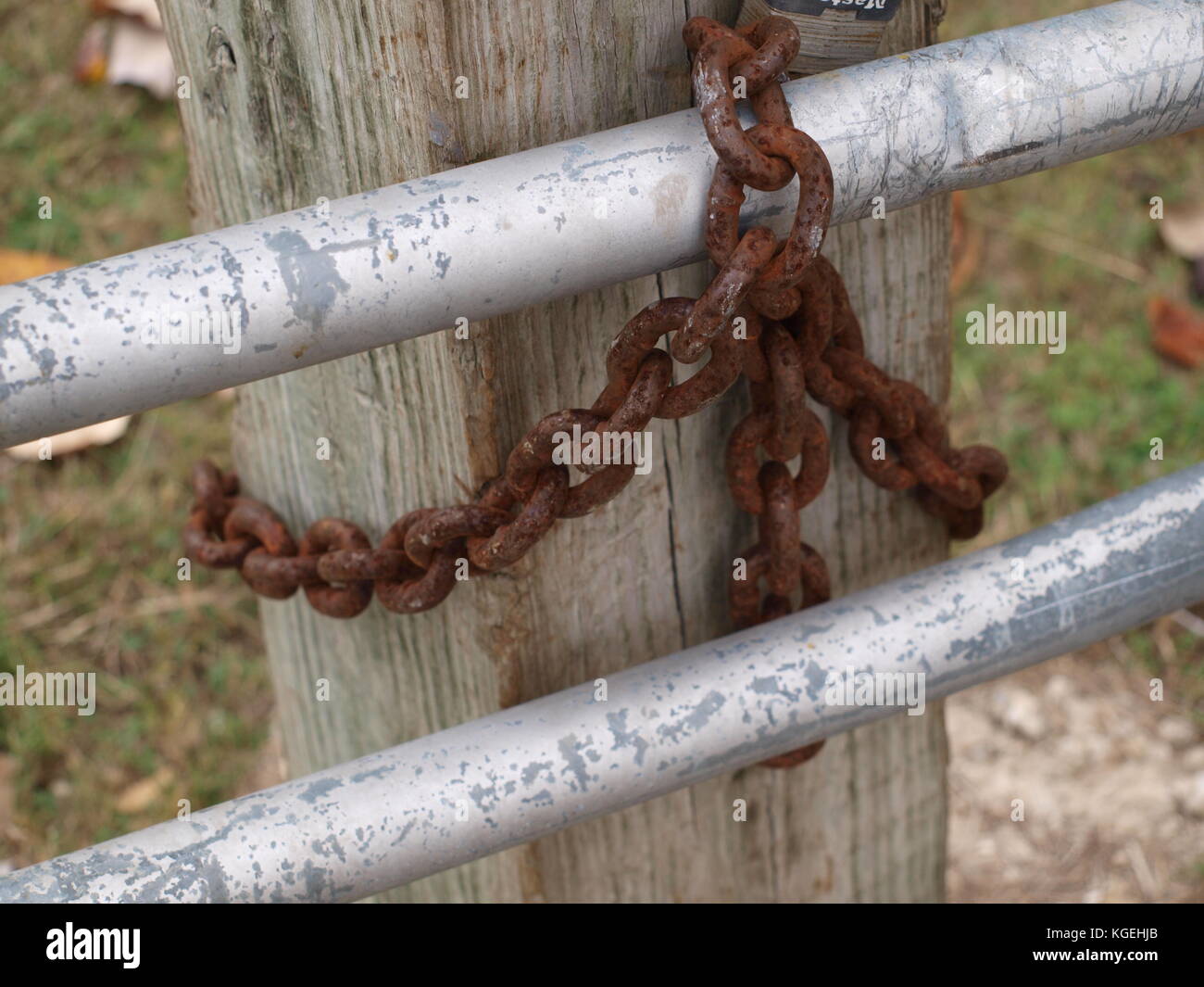 Spider,Spider Web, Alligator lizard, fall foliage, chalk cliffs, and a ...