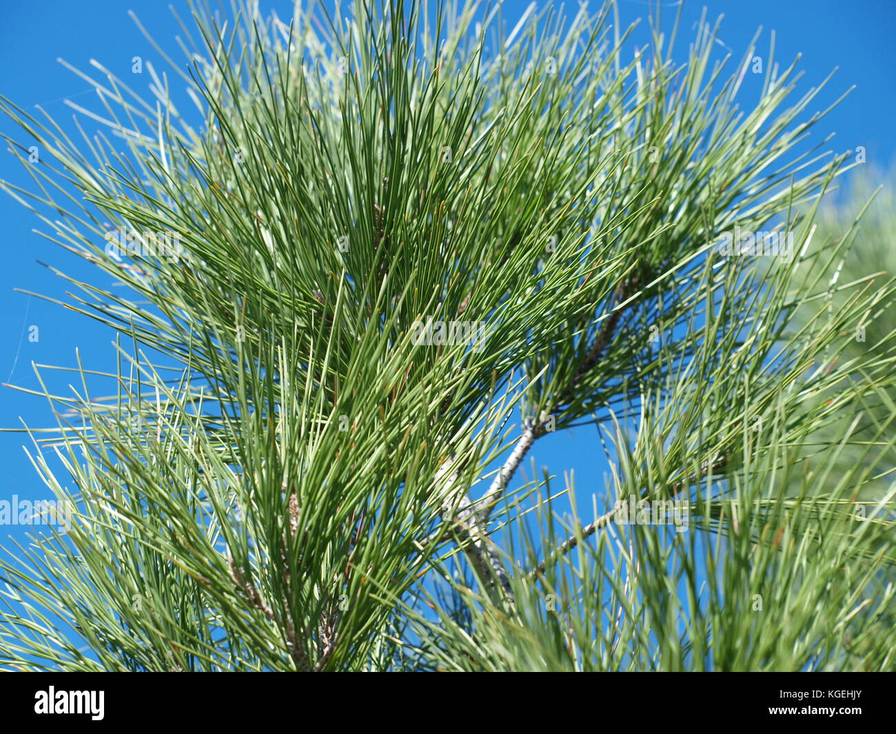Spider,Spider Web, Alligator lizard, fall foliage, chalk cliffs, and a ...