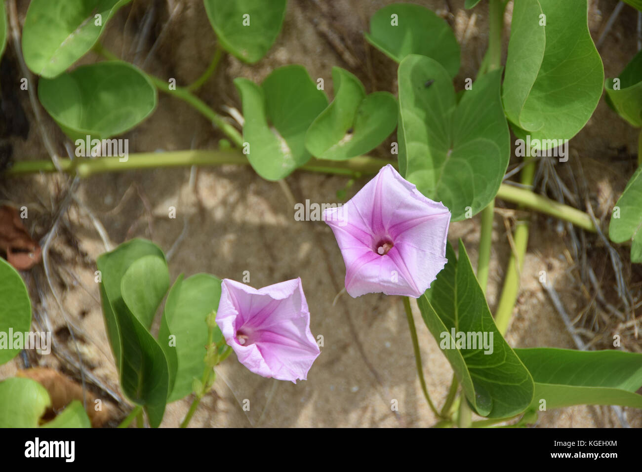 Nanakuli beach hi-res stock photography and images - Alamy